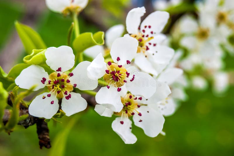 A Pear Tree with White Flowers, a Bright Spring Day_ Stock Photo ...