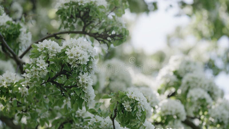 Pear Tree with White Flowers Closeup Stock Photo - Image of outdoor ...