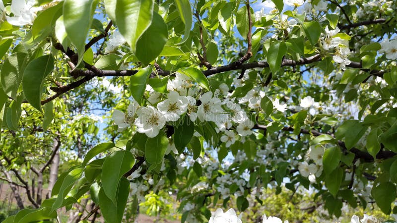 Pear Tree with White Flowers in Spring Stock Image - Image of bloom ...