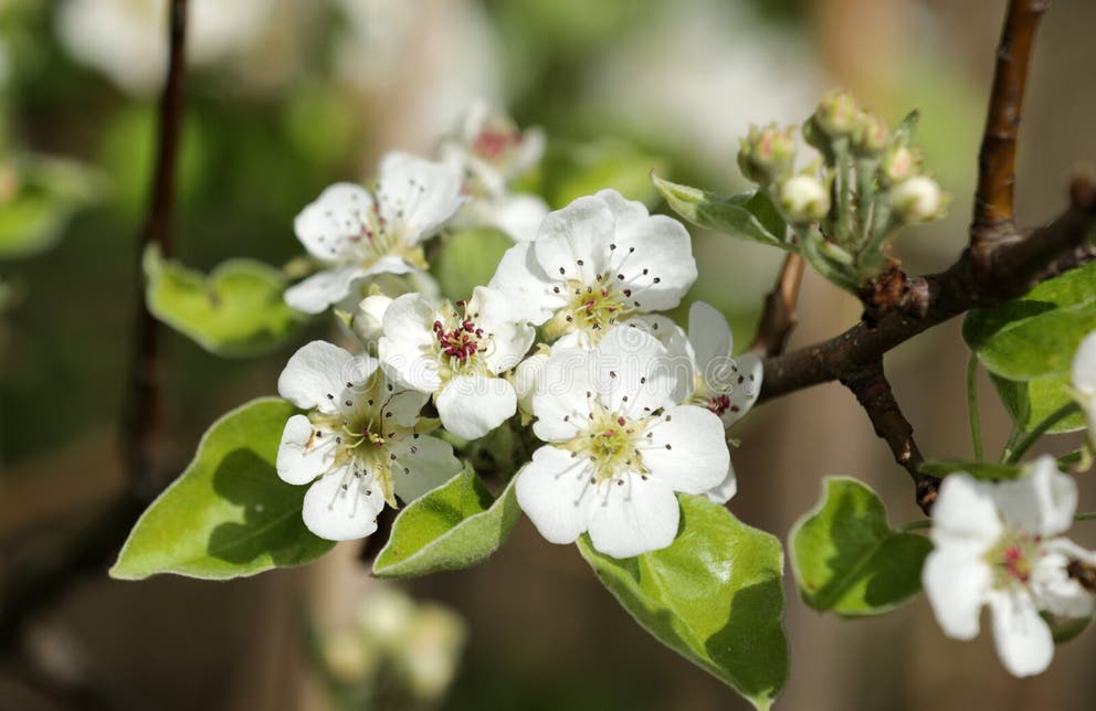 Pear Tree with White Flowers in Spring Stock Image - Image of hanging ...