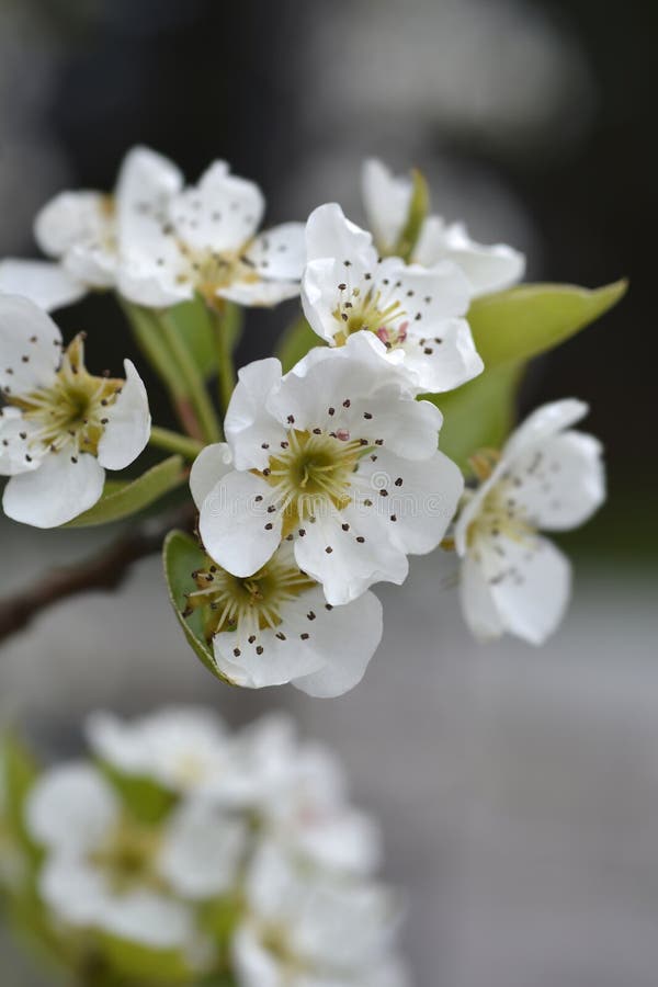 Pear tree Williams stock image. Image of chretien, outdoors - 276875377