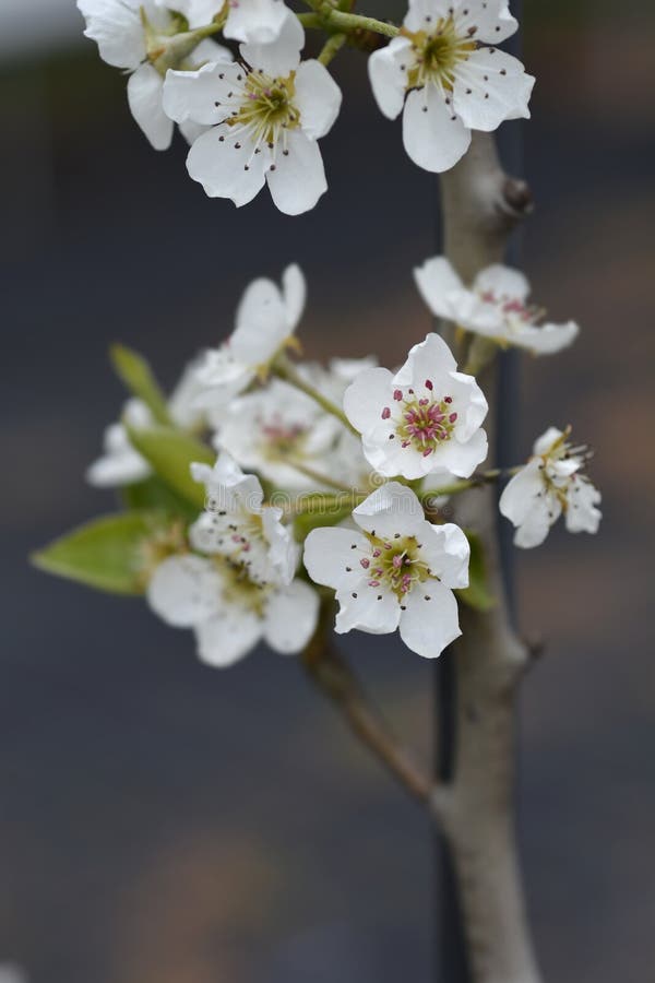 Pear tree Williams stock image. Image of cultivar, plant - 278383223