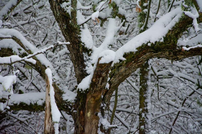 Pear Tree in Winter with Snow Stock Image - Image of frost, woodland ...