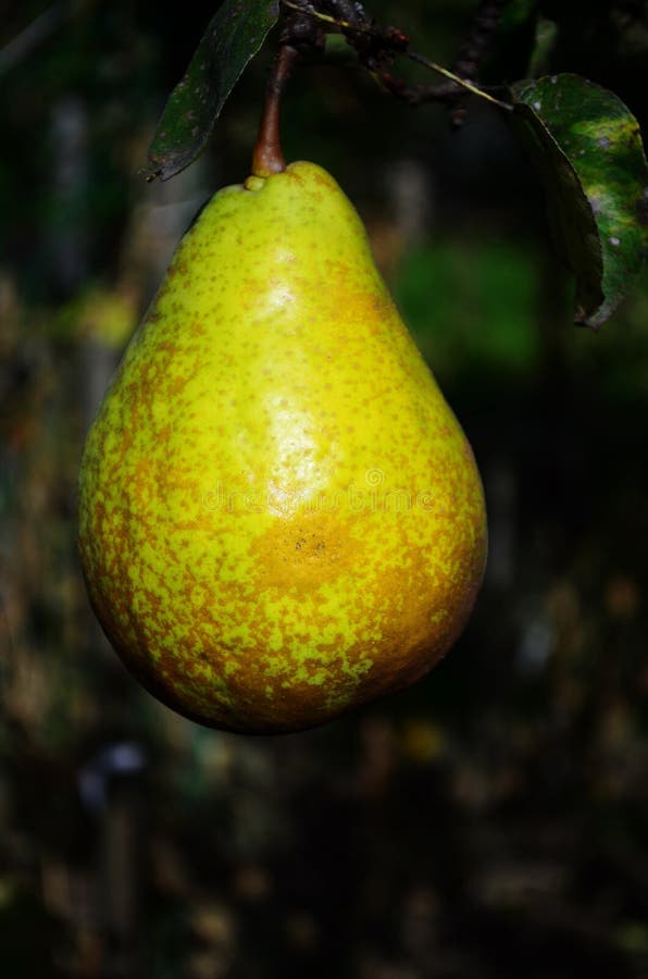 Pear Tree, Yellow Fresh Fruit Pear Farm on Tree Stock Image - Image of ...