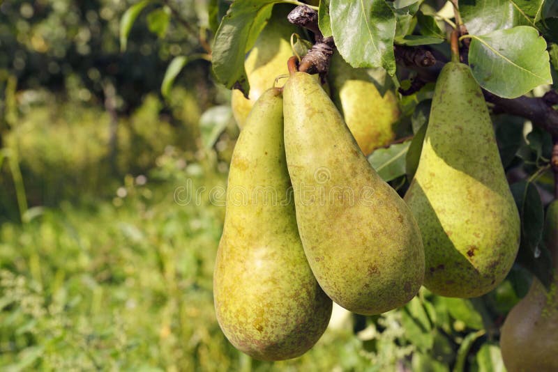 Yellow pears on pear tree stock image. Image of pears - 21001131