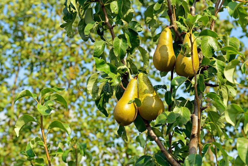 Yellow pears on pear tree stock image. Image of pears - 21001131
