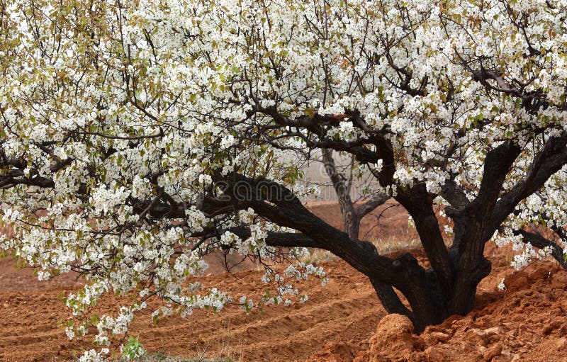 Pear trees stock photo. Image of cultivated, tree, season - 14094104