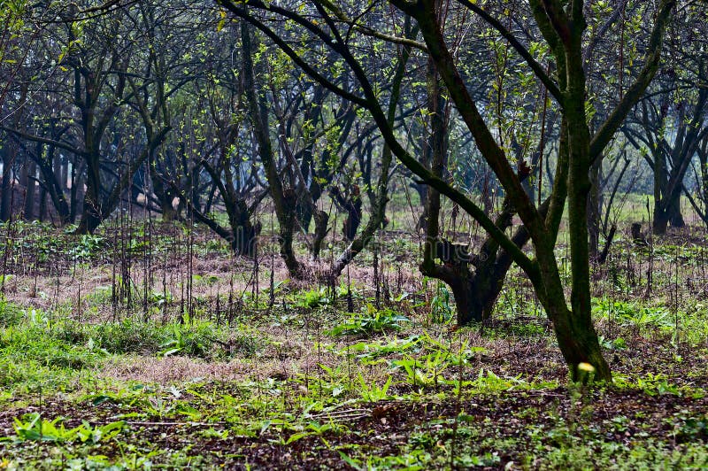 Pear trees stock image. Image of pear, field, fall, line - 21921323