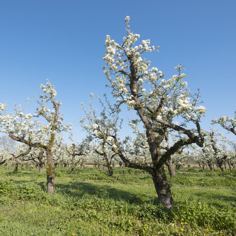 Pear Trees Blossom in Spring Under Blue Sky in Holland Stock Image ...