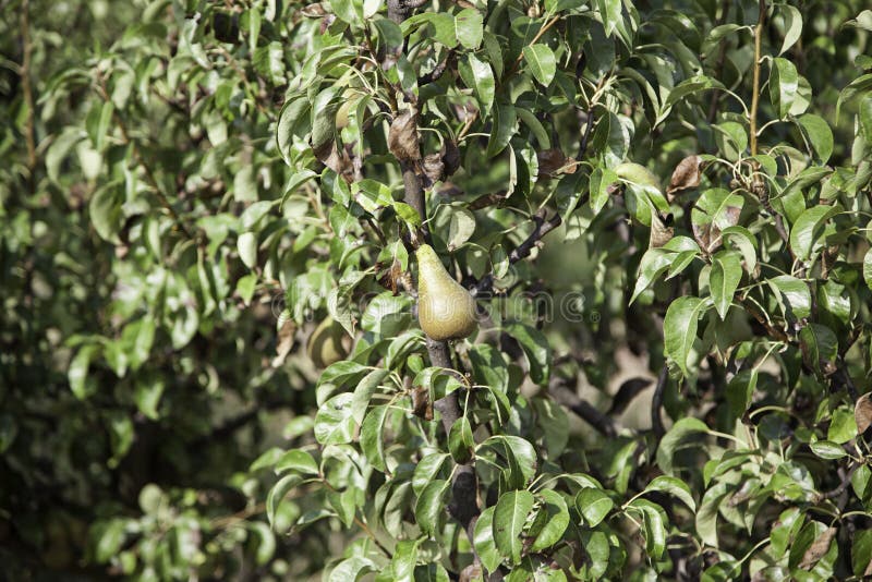 Pear trees field stock photo. Image of healthy, nature - 76280508