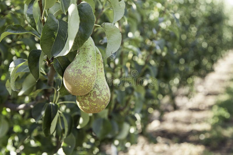 Pear trees field stock image. Image of freshness, natural - 80274869