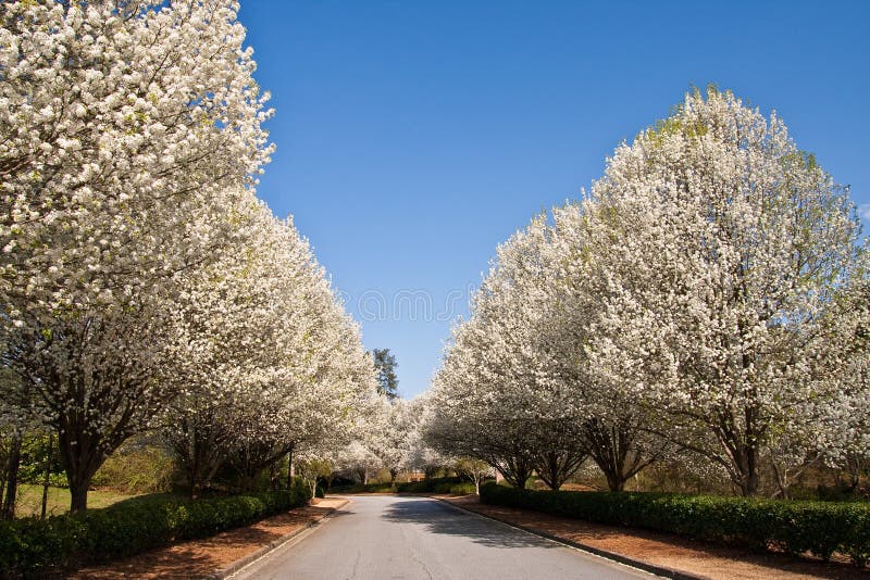 Blooming Pear Trees on Curve in Road Stock Photo - Image of plant ...