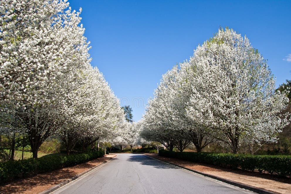 Pear Trees Lining Road stock image. Image of neighborhood - 14919643