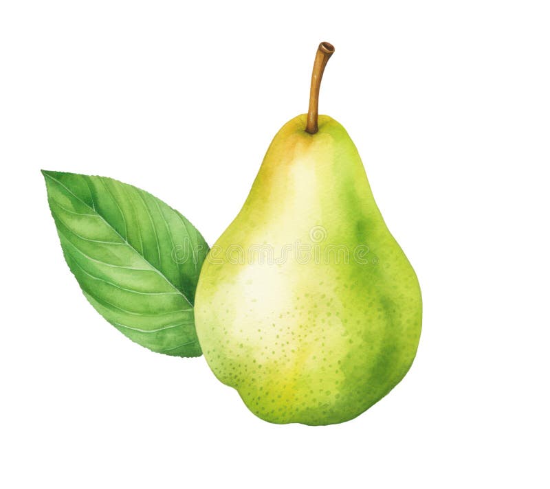 Pear Watercolor Drawing on Transparent Background in Png Format ...
