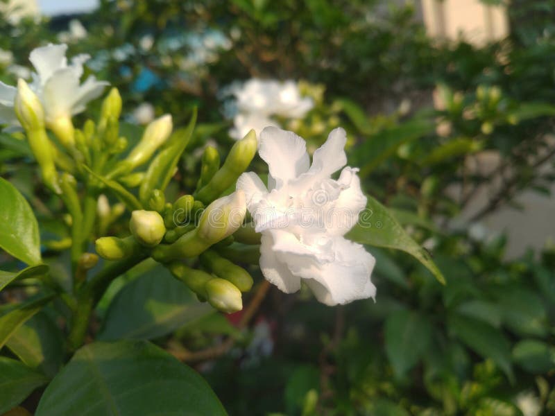 Pear white jasmine flower stock image. Image of plant - 215992839