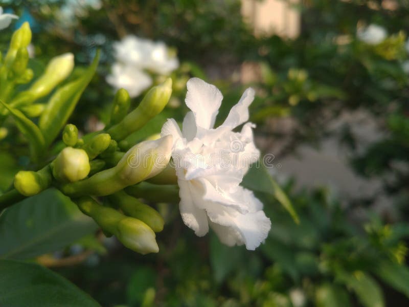 Pear white jasmine flower stock image. Image of green - 215992829
