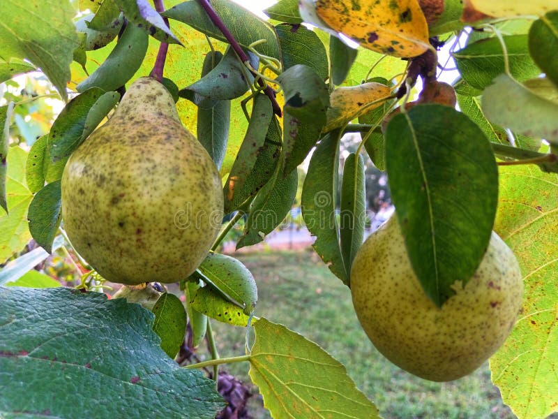 Pear Williams. Pears on a Branch Stock Image - Image of deciduous ...