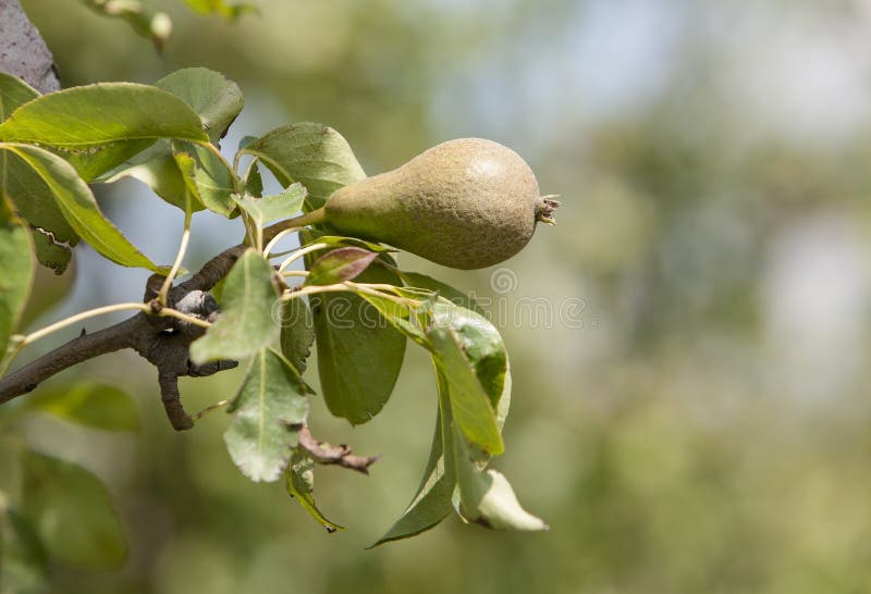 Pear stock image. Image of limburg, young, agriculture - 41926687