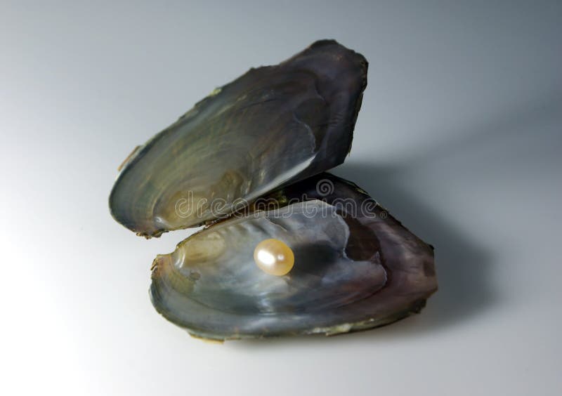 Open oyster with pearl stock image. Image of precious - 7306561
