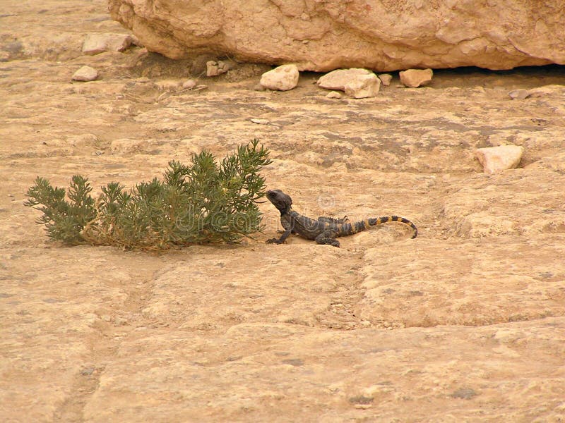 The Pearl of the Ancient Architecture of Syria Stock Image - Image of ...