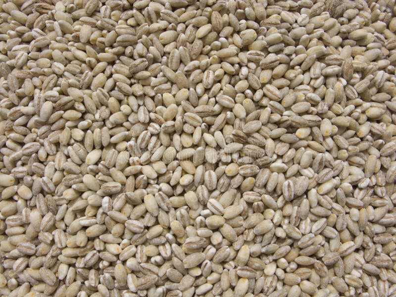 Pearl barley stock image. Image of organic, kernel, vegan - 20405471