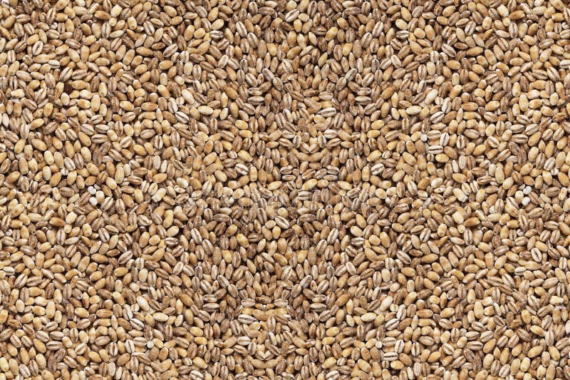 Pearl Barley Cereal Grains for Nutritious Food and Background Stock ...