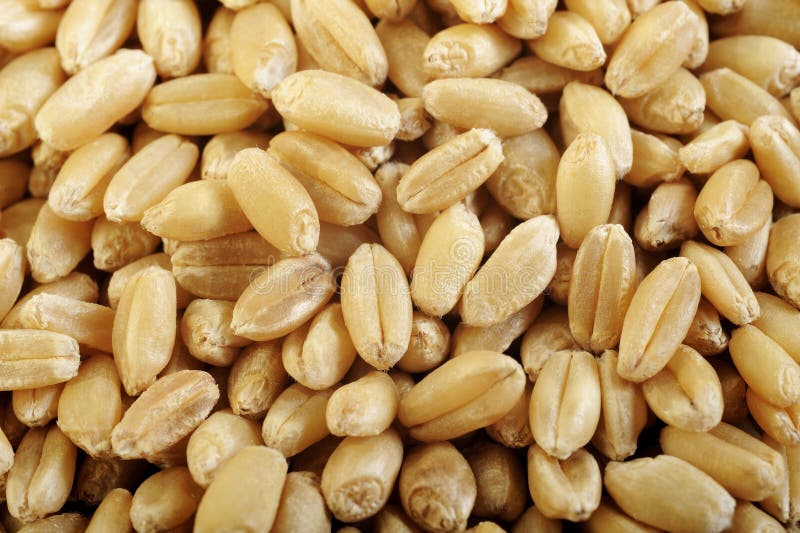 Pearl Barley Grains Background Stock Photo - Image of peeled, wheat ...
