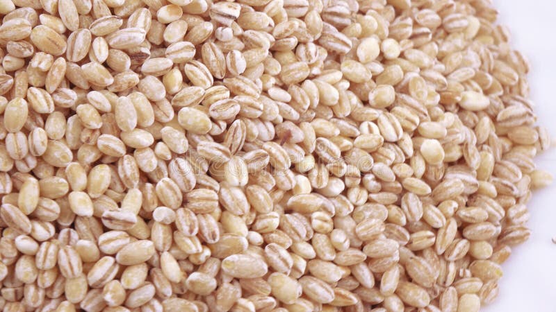 Pearl barley with pests stock footage. Video of closeup - 169630680