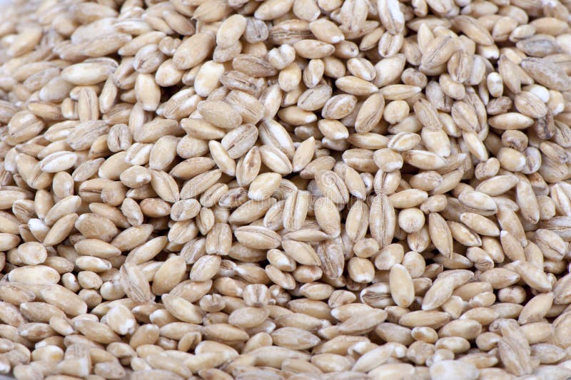 Pearl barley stock photo. Image of barley, light, oatmeal - 31963240