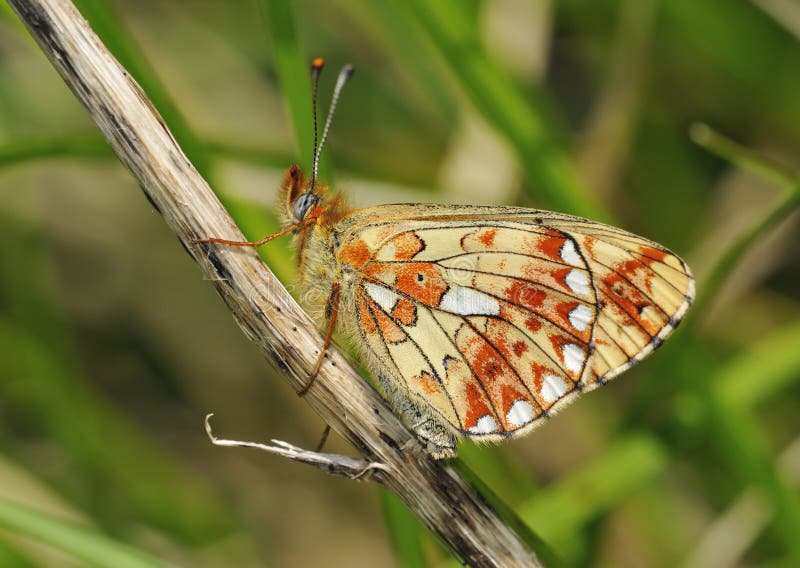 Pearl-bordered Fritillary Butterfly Stock Photo - Image of yellow ...
