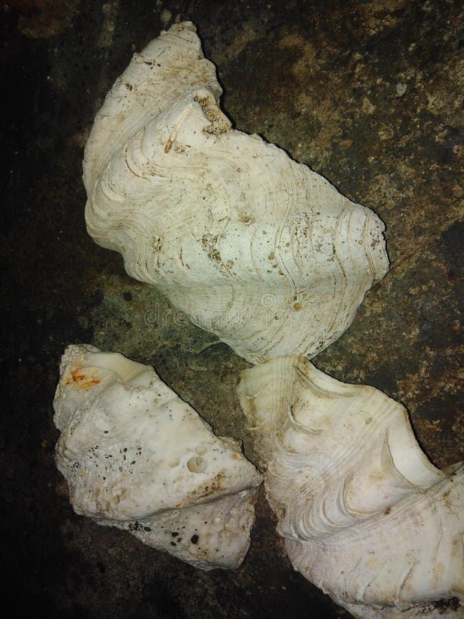 Pearl clam taklobo imagen de archivo. Imagen de perla - 172329951