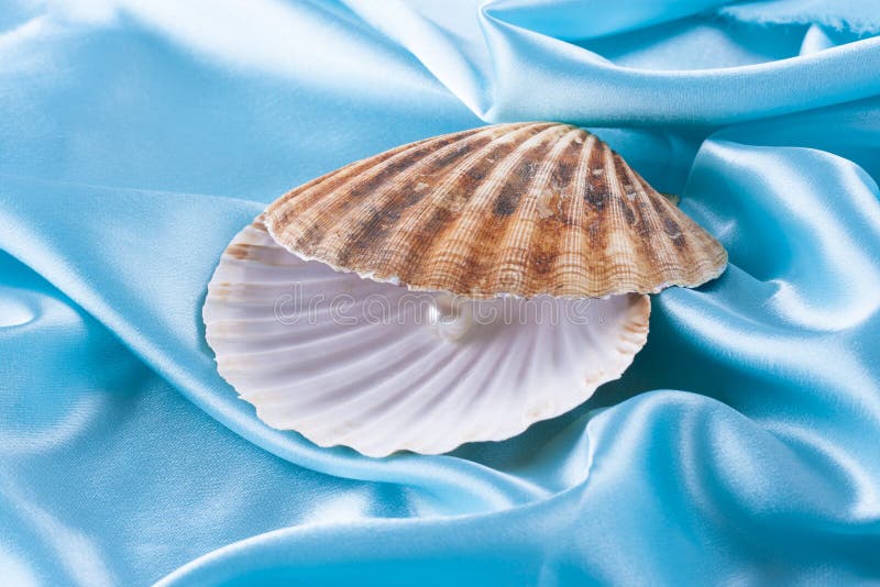 Pearl stock photo. Image of material, brown, seashell - 33515826