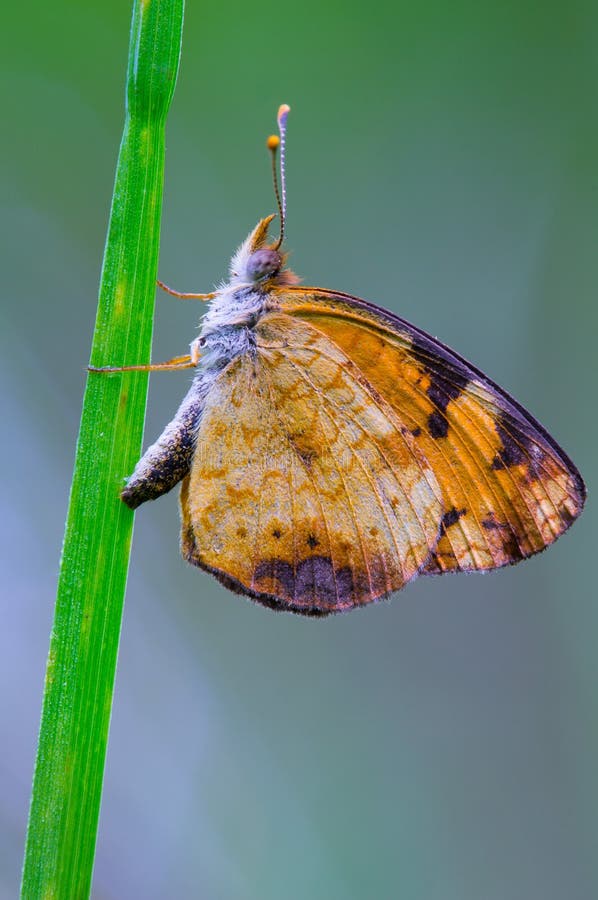 Pearl crescent stock image. Image of grunge, insect, decoration - 21743585