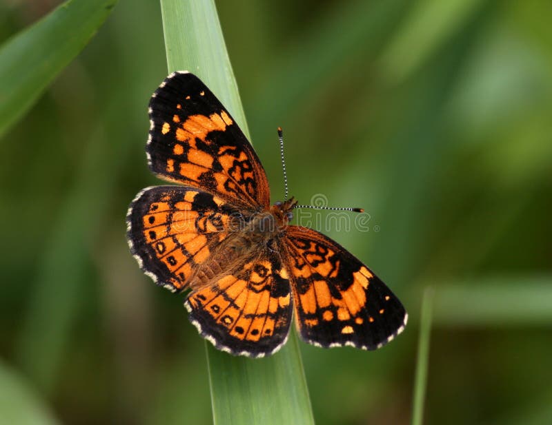 Pearl crescent butterfly stock photo. Image of nymphalidae - 20982350