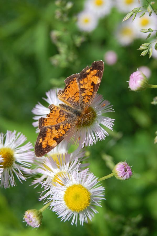 Pearl Crescent Butterfly stock photo. Image of west - 100925874
