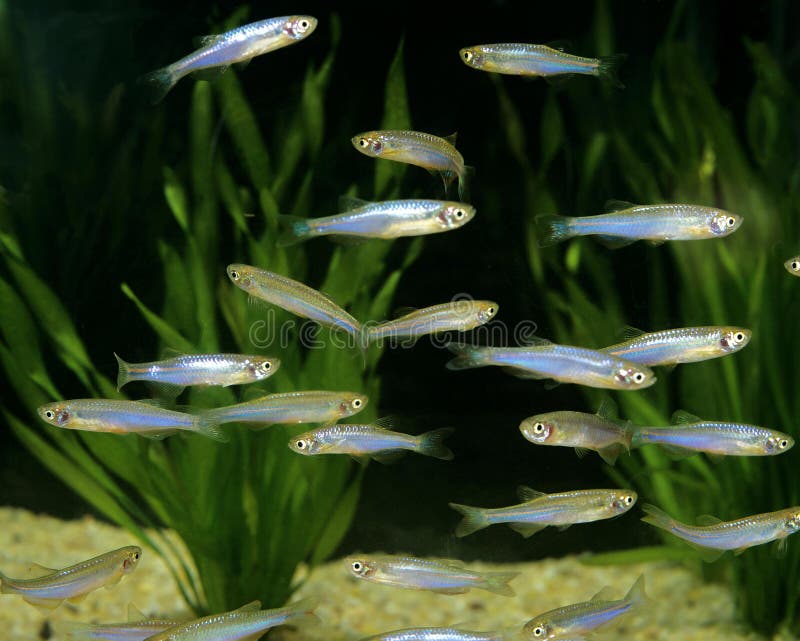 Pearl Danio, Brachydanio Albolineatus Imagen de archivo - Imagen de ...