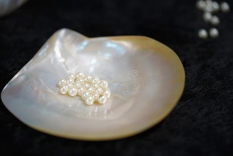 Pearl Embedded in Shell Pearl Stock Image - Image of luxury, black ...