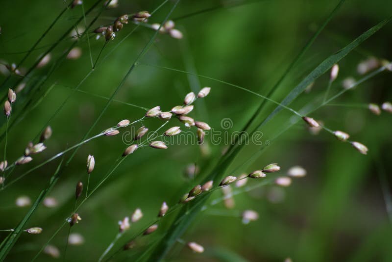 Pearl grass in the Forest stock photo. Image of nodding - 219559438