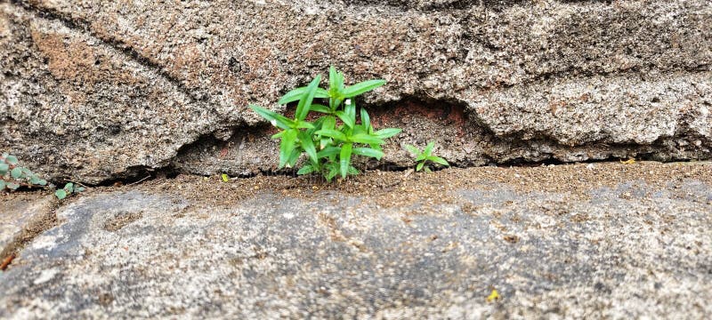 Pearl Grass Grows Abundantly on the Cliffs of the Hills Stock Image ...