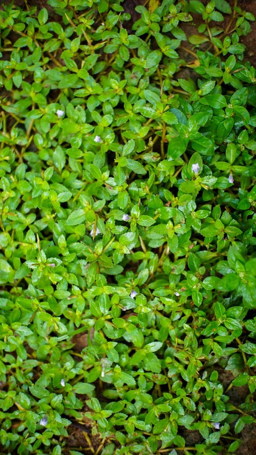 Pearl Grass is a Weed Plant that Lives in the Yard of the House Stock ...