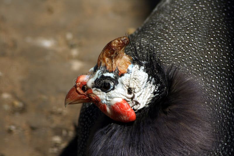 Pearl-hen bird stock photo. Image of bright, meleagris - 11491220