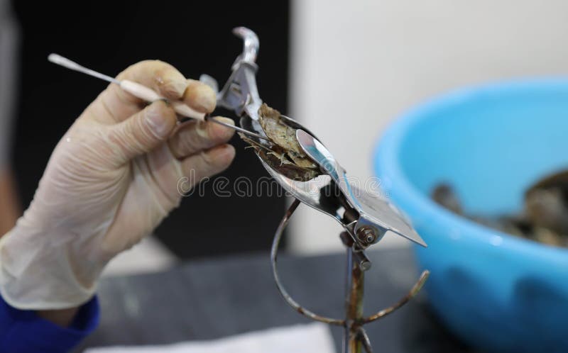Cultured pearl extraction stock image. Image of fresh - 167075999
