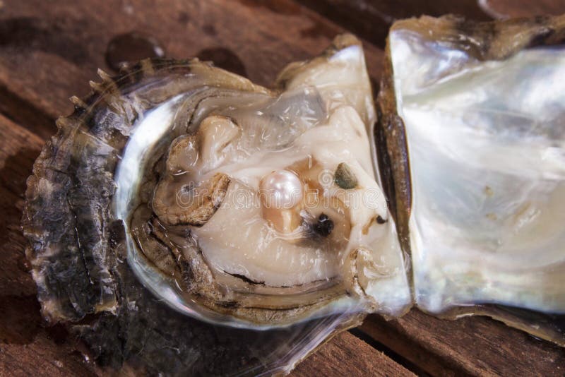Open oyster with pearl stock image. Image of jewel, freshness - 7306561
