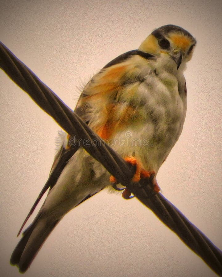 Pearl kite stock photo. Image of kite, mountains, raptors - 121856736