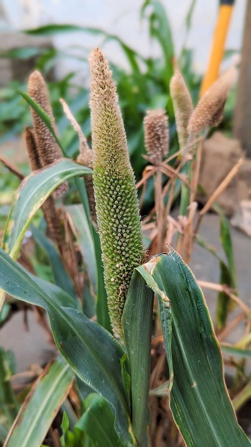 Pearl Millet or Bajra Green Plant in a Farm of India Stock Image ...