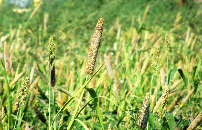 Pearl millet field stock image. Image of agriculture - 45432909