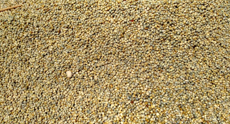 Pearl millet stock image. Image of snacks, corn, grains - 272879889