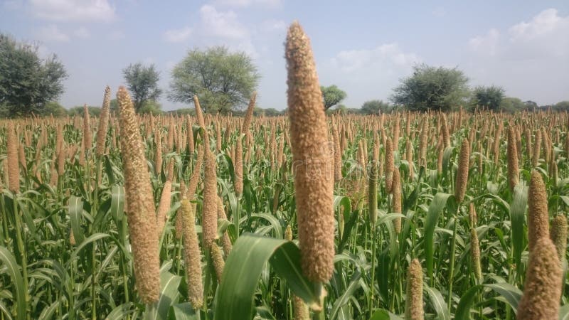 Farm Beautifulmillet Stock Photos - Free & Royalty-Free Stock Photos ...