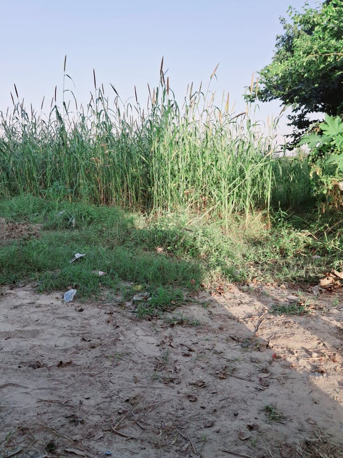 Pearl Millet or Bajra Green Plant in a Farm of India Stock Image ...