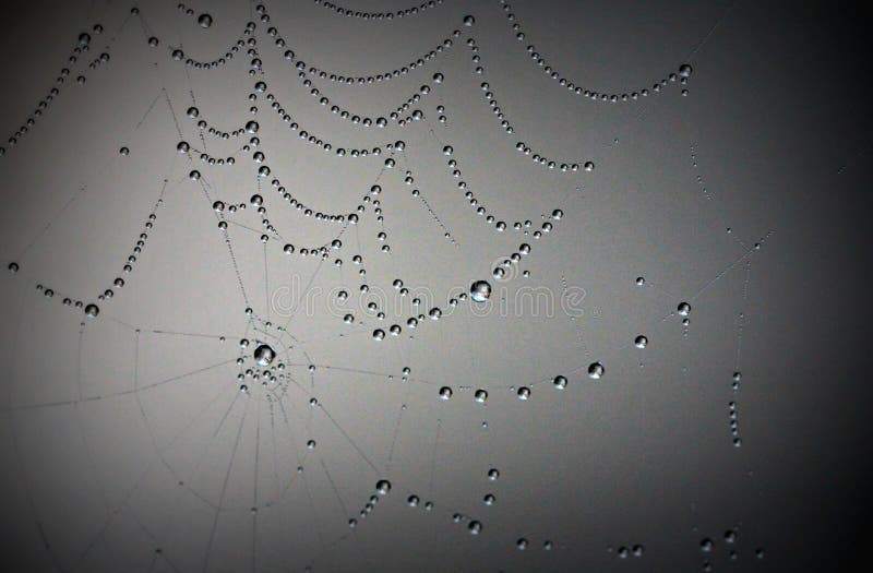 A Pearl Necklace is Dew Drops on a Spider`s Web Stock Image - Image of ...